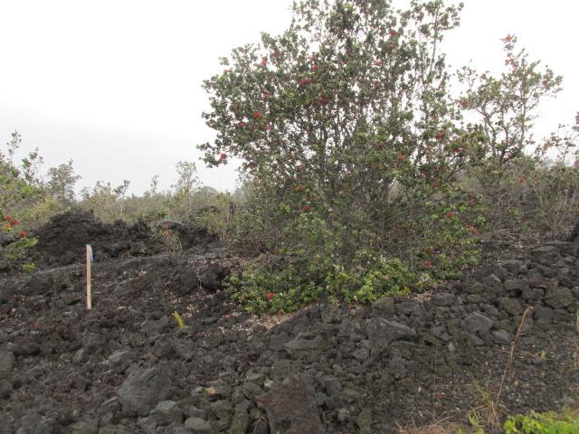18 King Kamehameha Blvd, Ocean View, HI 96704 | MLS #722306