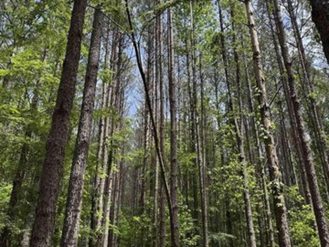 18 Presbyterian Church Rd Lot 18, West Blocton, AL 35184