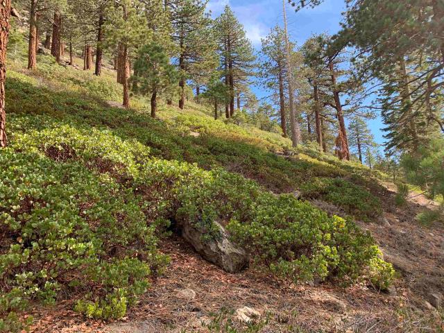 190 Grindelwald Rd, Mammoth Lakes, CA 93546 | MLS #260160