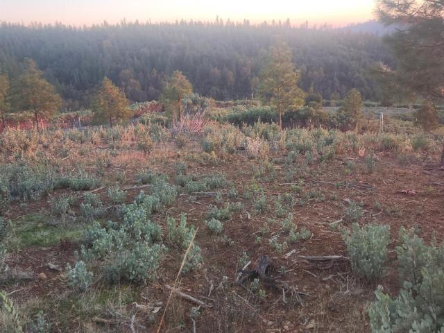19855 Incense Cedar Trail, Coulterville, CA 95311 | MLS #226080