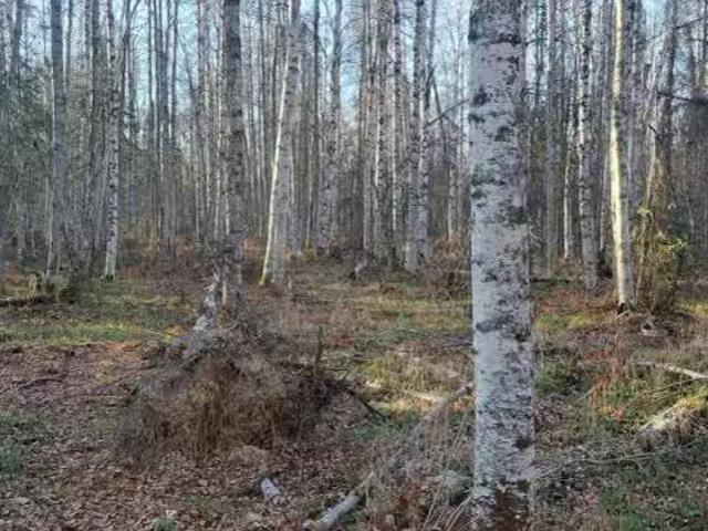 19940 E TACKLE AVE, WILLOW, AK 99688 Vacant Land For Sale MLS.
