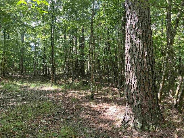 19 15s 7w, Fountain Hill, AR 71642
