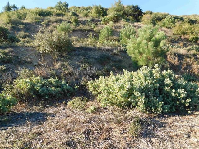 1 Mountain View Dr, Julian, CA 92036 | MLS #260010 SD
