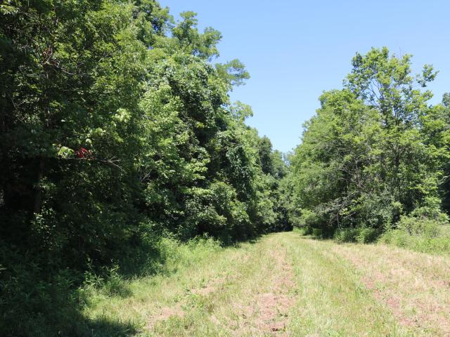 1 A Dog Walk Road