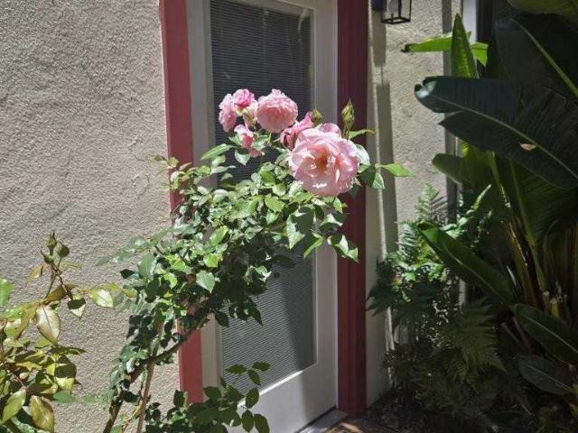 1 Bedroom Home for Rent at 411 2nd St, Coronado, CA 92118 Coronado