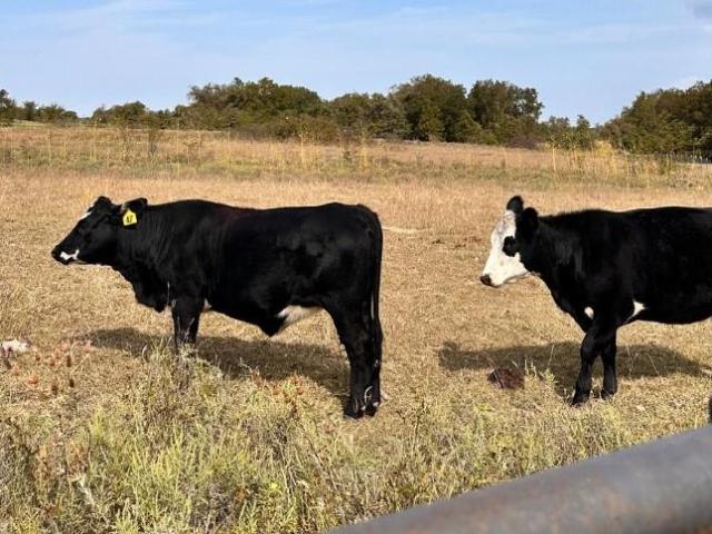 1 County Road 1589, Chico, TX 76431 | MLS #21107