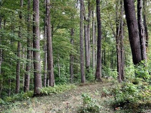 1 Dominick Cir Lot 32, Summersville, WV 26651
