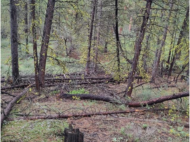1 Forest Rd 9715