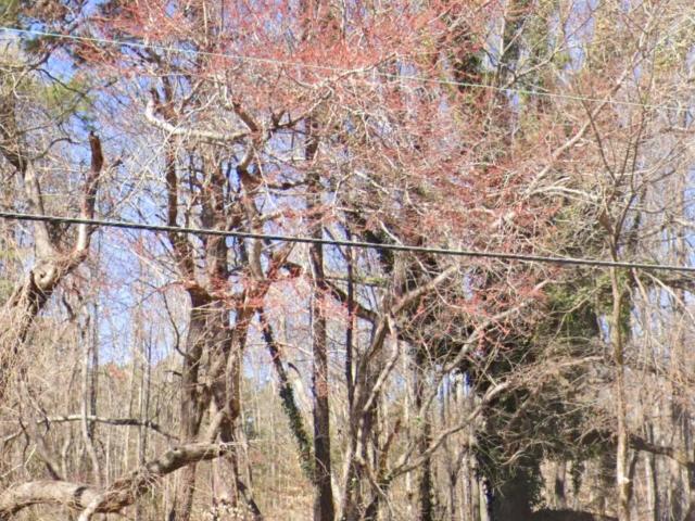 1.5 Acres Burlington Road