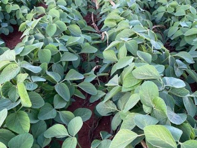 1.650 hectares, em Planaltina GO