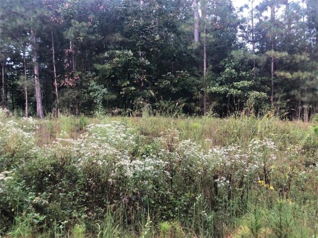203 wilson creek dr drive