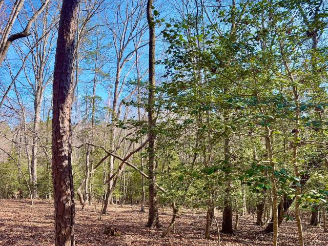 2046 Treetop Circle