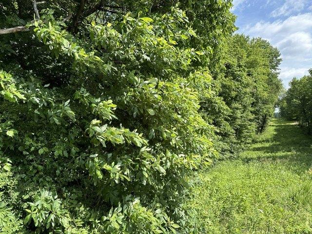 2055 Browns Valley Redhill Rd, Utica, KY 42376
