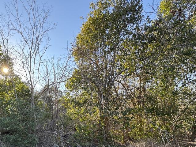 206 Dulce St, San Antonio, TX 78227 | MLS #1938 | Compass