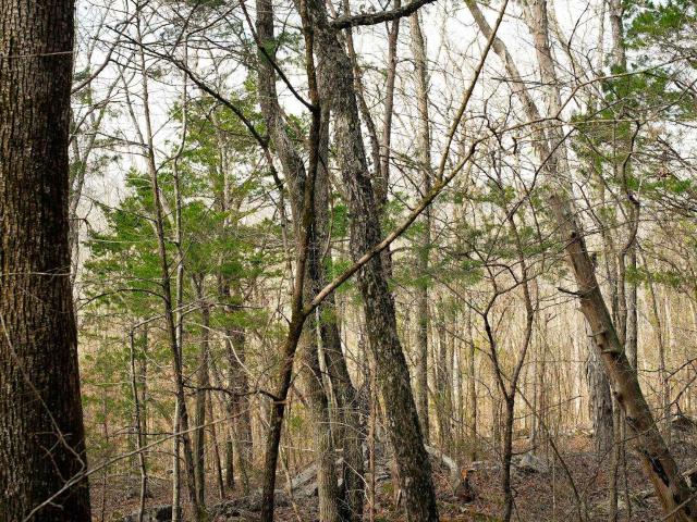 20.5 acres County Road 491