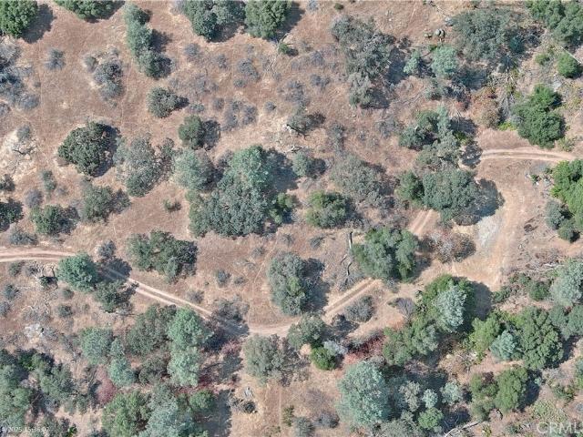 20 Bull Pine