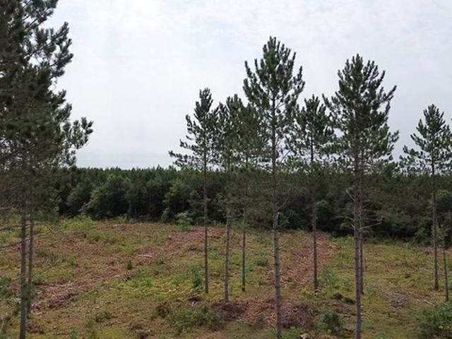 211X Ellison Lake Rd, Barnes, WI 54873