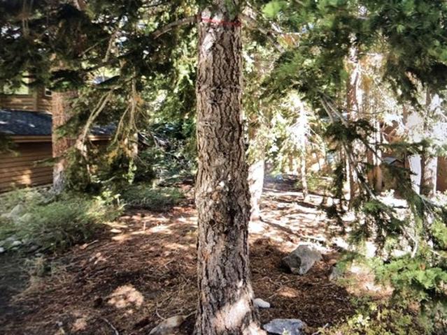 211 Tamarack Ln, Mammoth Lakes, CA 93546