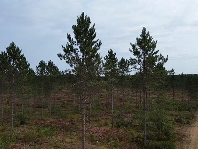 212X Ellison Lake Rd, Barnes, WI 54873