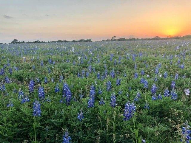 2134 Carter Rd, Bellville, TX 77418