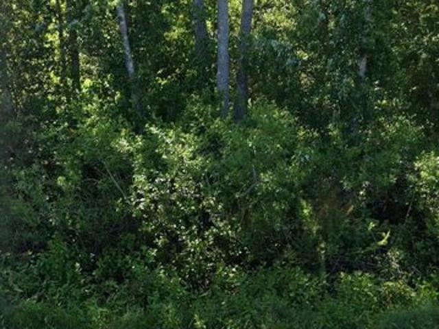 2166, Bunnell, FL 32110