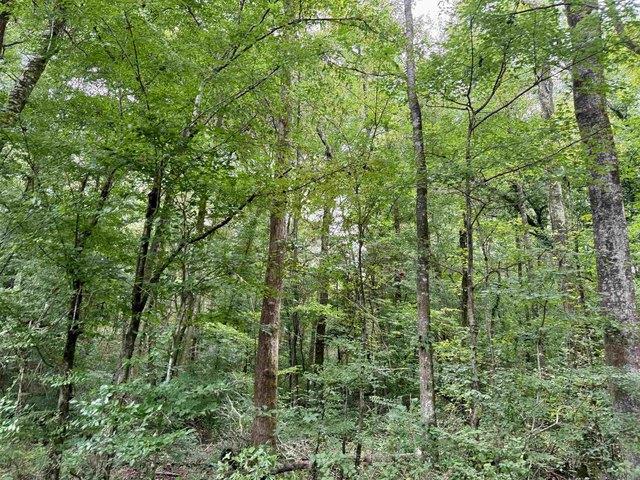 2194 MS Highway 570, Summit, MS 39666