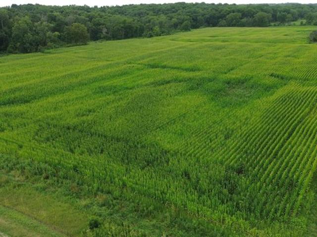 21 Acres Timber Ave, Bloomfield, IA 52537