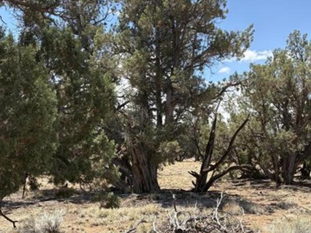 21 Pine Dr, Concho, AZ 85924