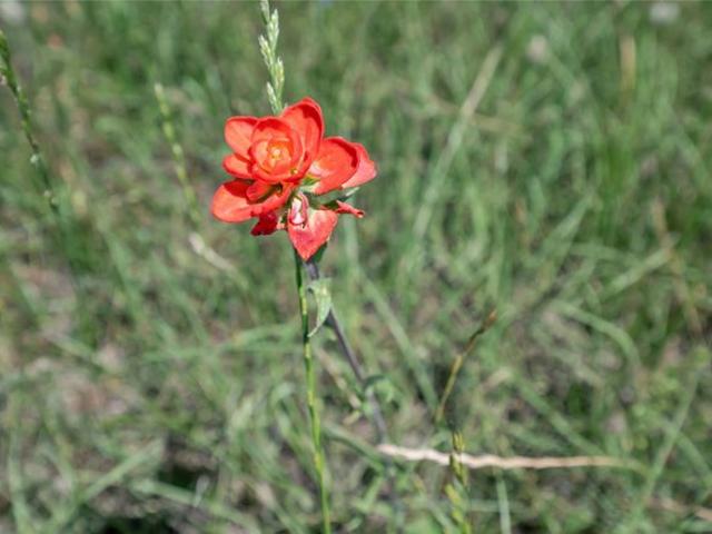 22165 County Road 1199, Bullard, TX 75757