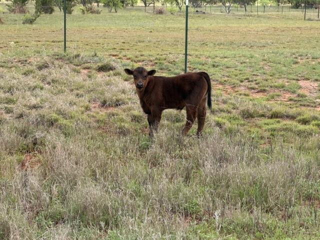 2221 Lemons Gap Rd, Ovalo, TX 79541 | MLS #21237