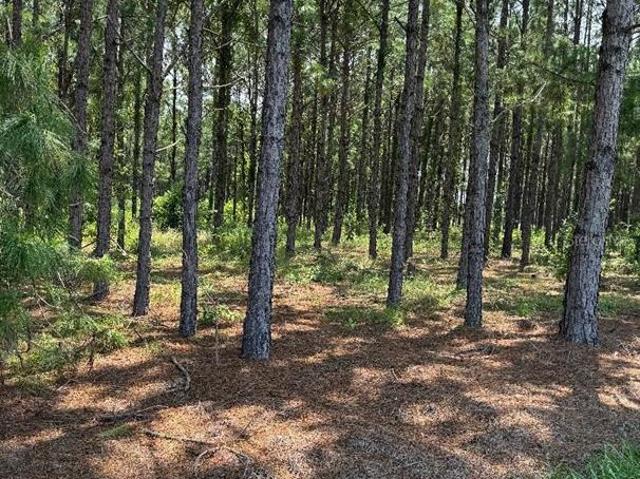 227 Road Oxford, FL 34484 | MLS #G5101