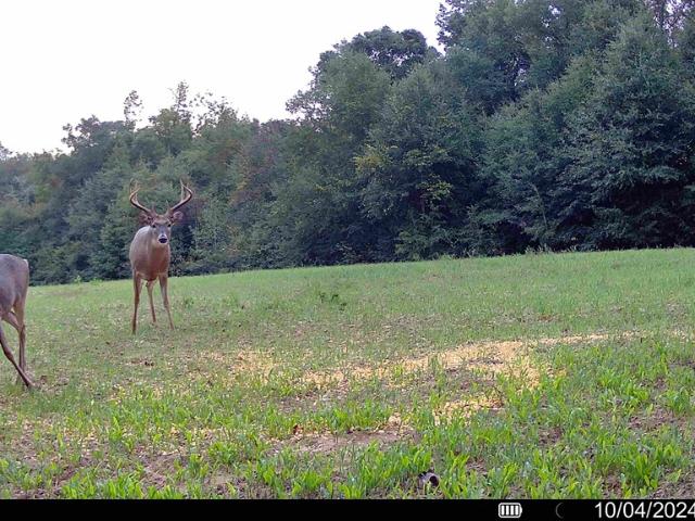 229 + ac Cty Rd 62/ Cty Rd 160 Morgan Rd