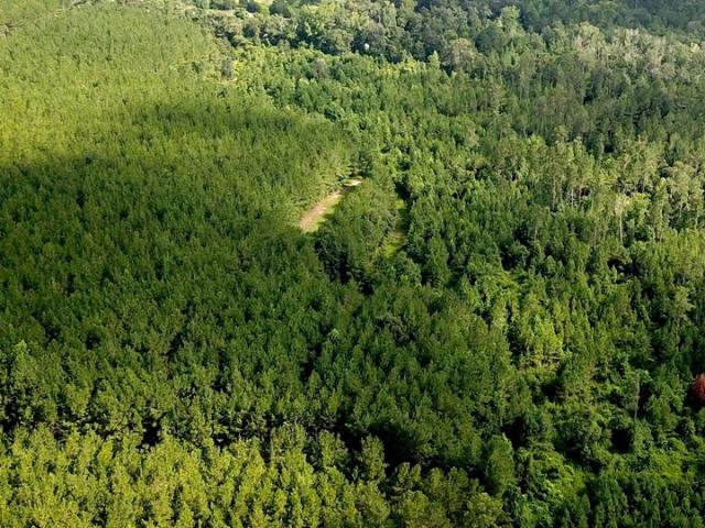 22.656 Acres Tract 13 Mt Zion Rd