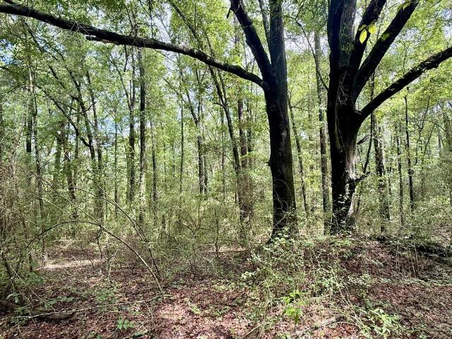 22 Acres Private Road 1702