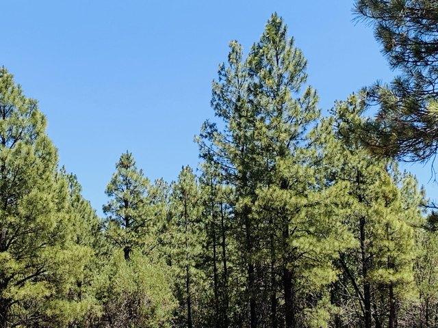2319 Swan Ln, Happy Jack, AZ 86024