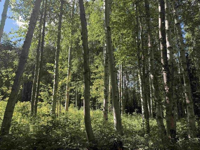 2329 Cripple Creek Rd Lot 4, Fairbanks, AK 99709