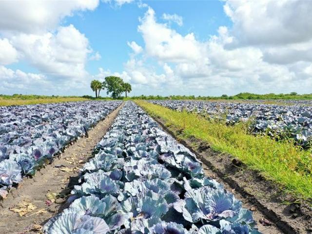 23481 NW 144th Ave, Okeechobee, FL 34972