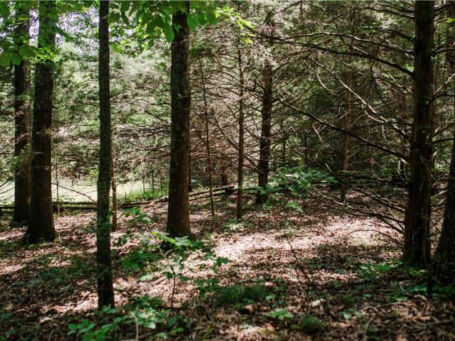 238 County Road 729