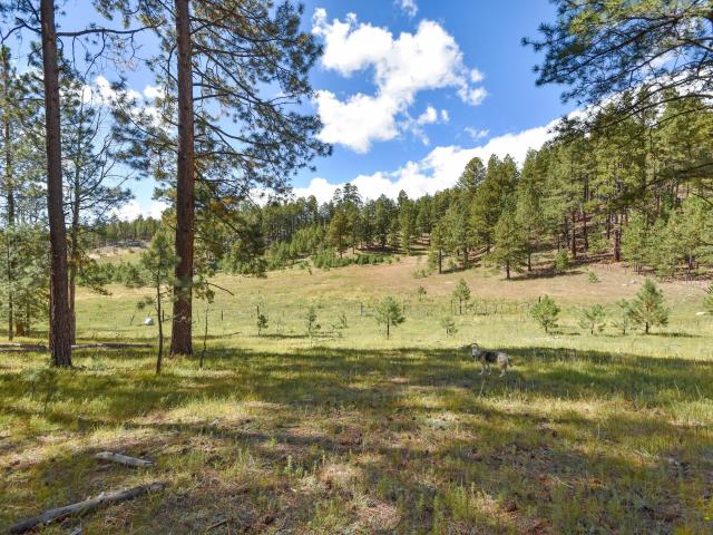27.5 Acres Jemez Mountain Forest Rd 10