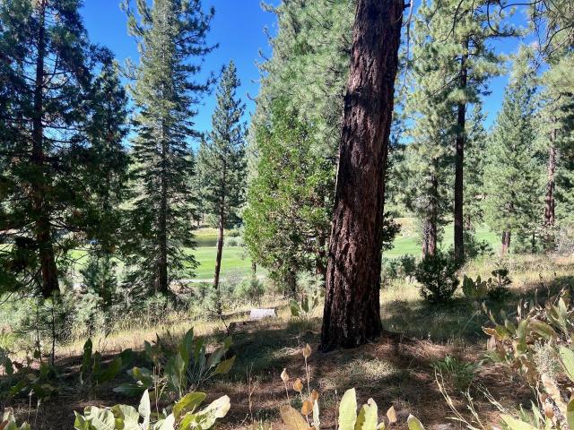 241 Fox Sparrow, Portola, CA 96122 | MLS #20240