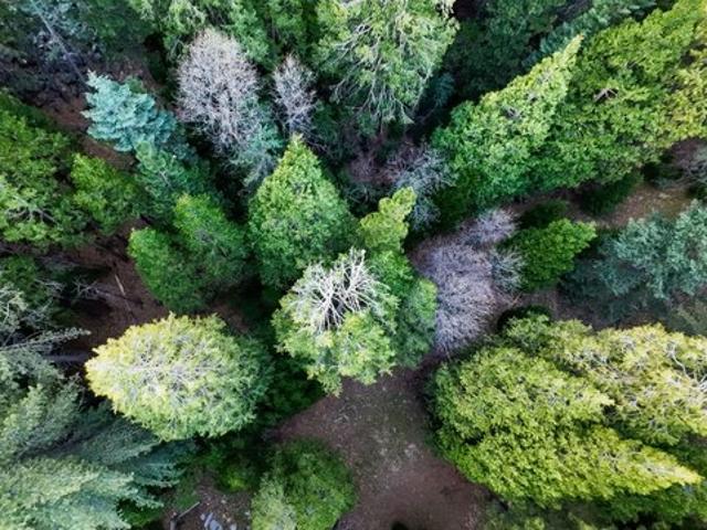 246 Cedar Ridge Dr, Lake Arrowhead, CA 92352