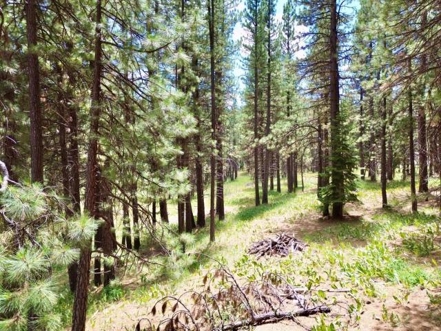 247 Gold Nugget Ln, Graeagle, CA 96103 | MLS #20230