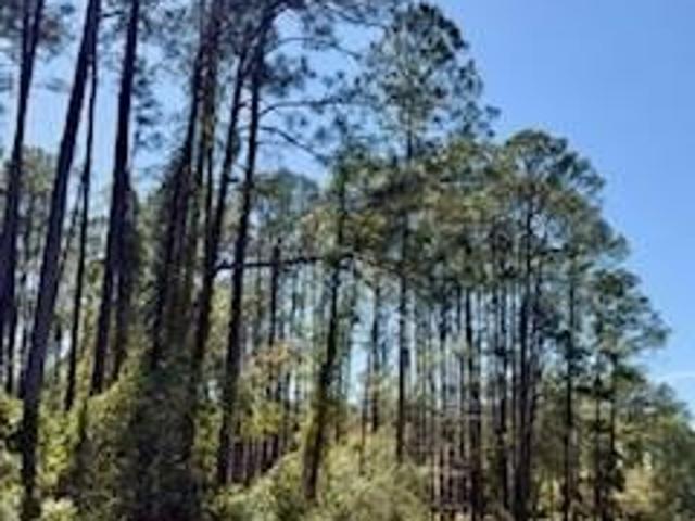 251 Georgetown Denver Rd, Georgetown, FL 32139