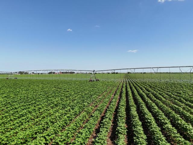 254+/ Acres Viking Farm, Uvalde County Hwy 90, Knippa, US, TX