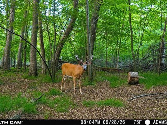 255.45 Ac Dover Dr, Adams, WI 53910