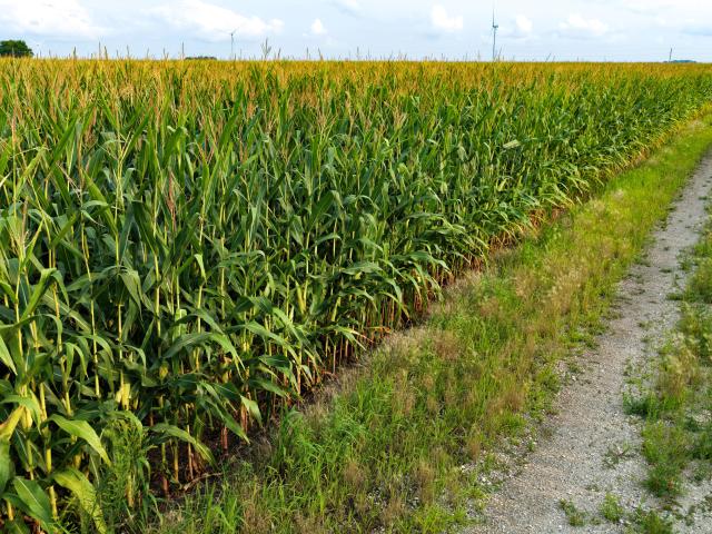 260th Avenue, Palmer, IA 50571
