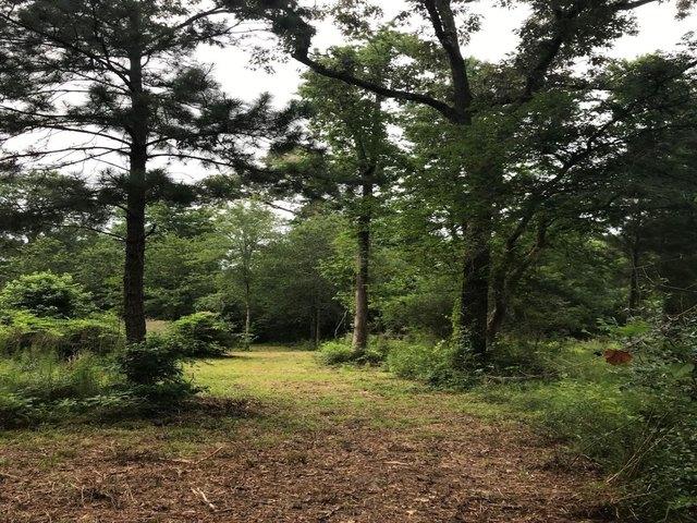 26150 Grand Pines Rd, Magnolia, TX 77355