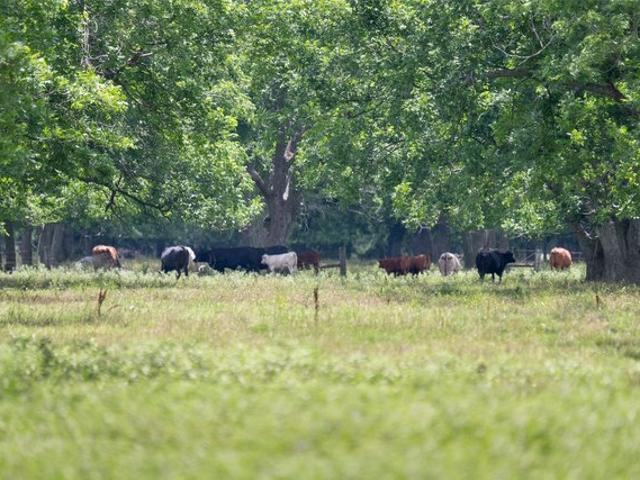 2640 County Road 107, Boling, TX 77420