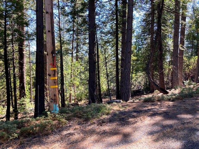 26584 Spring Rd, Pioneer, CA 95666