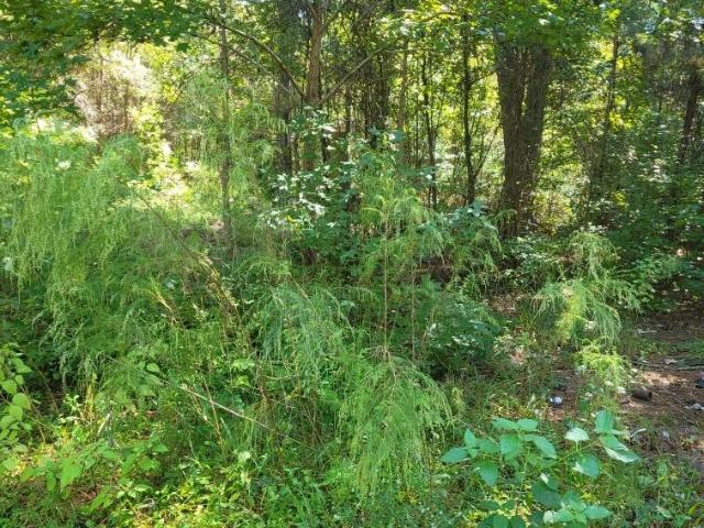 2814 Highway 174, Edisto Island, SC 29438 | MLS #25027